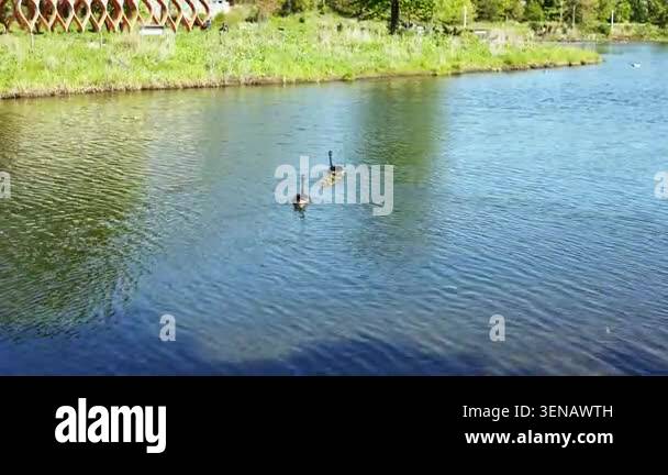 Two swans glide across the water in a river. Green trees line the shore ...