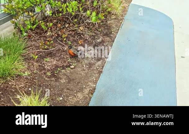 A bird with bright orange feathers is seen near a bush on a city ...