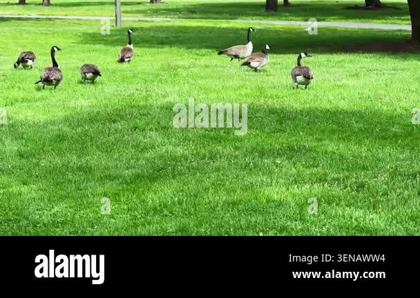 Several geese are walking on fresh green grass in a park. The sun ...