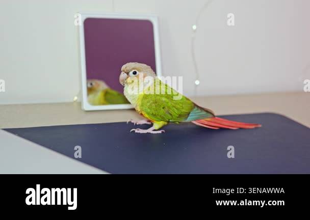A small green bird walks on a desk while looking at its reflection in a ...