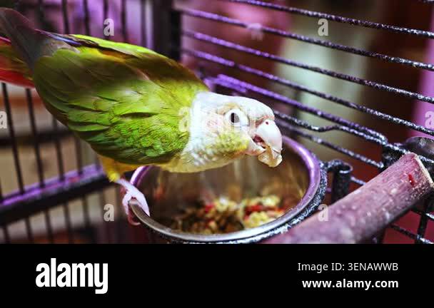 A green parrot is seen eating from a bowl inside its cage. The setting ...