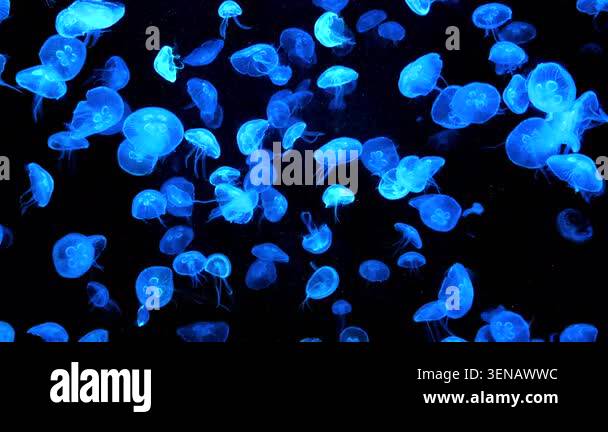 Marine life scene featuring a vibrant jellyfish in clear water Stock ...