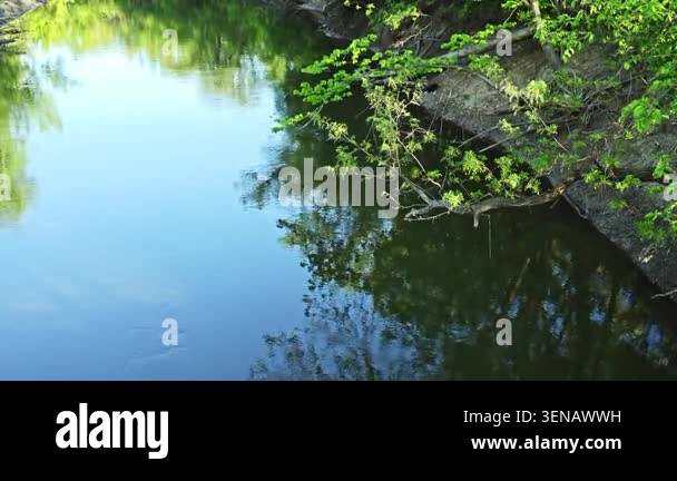 A river flows gently between trees with green leaves. Clear water ...