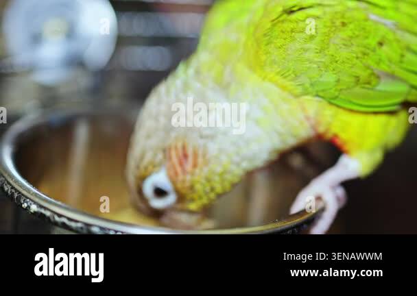 A parrot is reaching into a bowl filled with food in a home environment ...