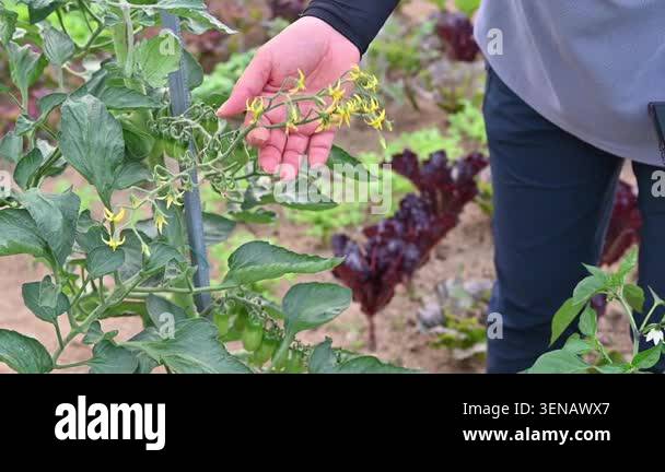 Close-up of farmer hands gently checking the growth status of yellow ...