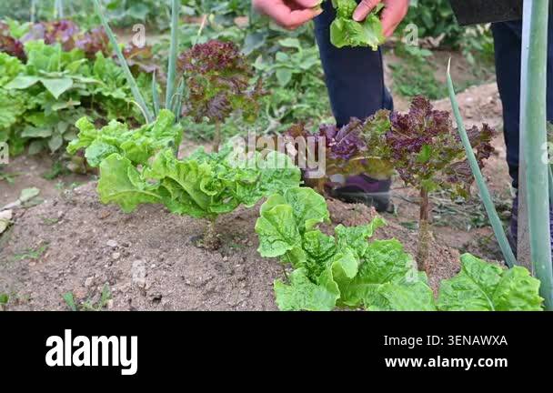 An urban farmer harvesting fresh green lettuce at a weekend farm garden ...
