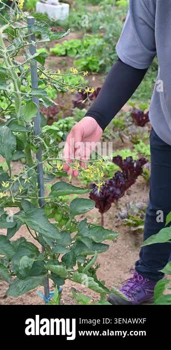 Close-up of farmer hands gently checking the growth status of yellow ...