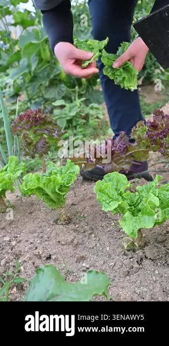 An urban farmer harvesting fresh green lettuce at a weekend farm garden ...