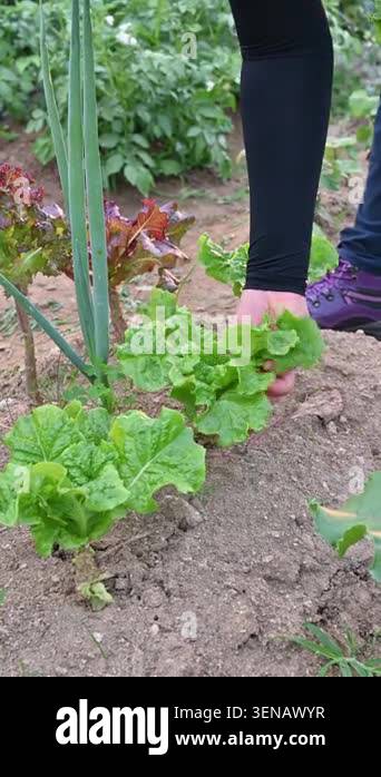 An urban farmer harvesting fresh green lettuce at a weekend farm garden ...