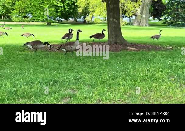 Geese gather on the green grass under trees in a park. Some are walking ...