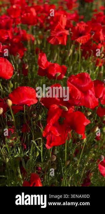 Beautiful landscape of a large poppy field and the wind swaying the ...
