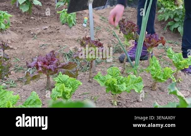 An urban farmer harvesting fresh green lettuce at a weekend farm garden ...