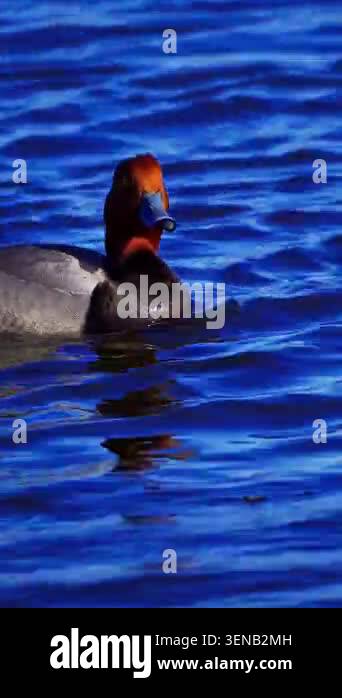 Wild aquatic birds rest peacefully on a colorful lake during a calm ...