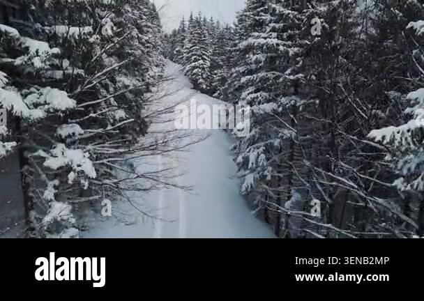 Drone view of a snow covered conifer forest and mountain valley under ...