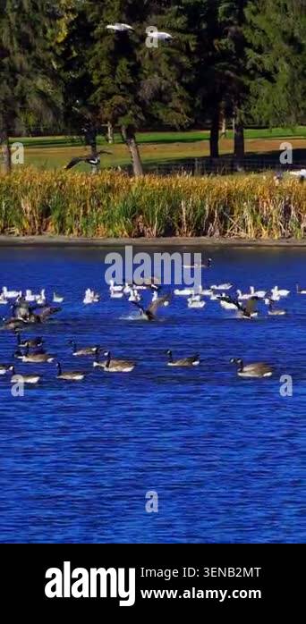Wild aquatic birds rest peacefully on a colorful lake during a calm ...