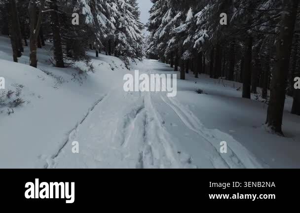 A snowy forest trail passes between dark conifer trees in a quiet ...