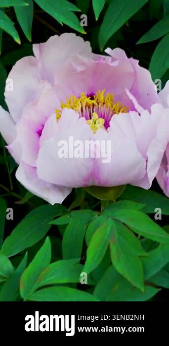 Blooming tree peony bush in the garden. Blooming tree peony in the ...