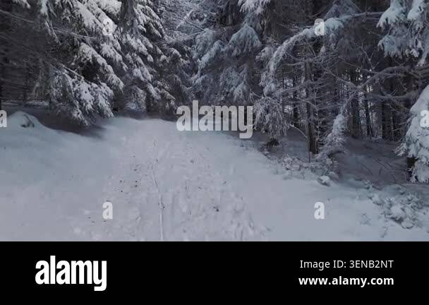A narrow snowy trail runs through a frosted conifer forest, with snow ...