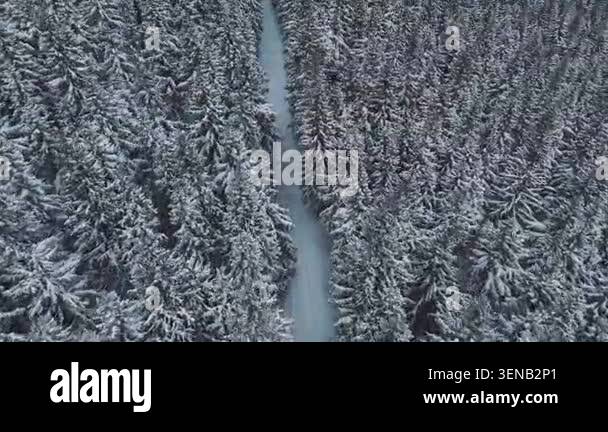 Aerial view of a narrow snow covered road running through dense conifer ...