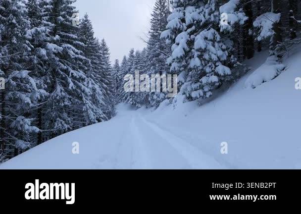 Ground camera view of a snowy forest slope with frosted conifer trees ...