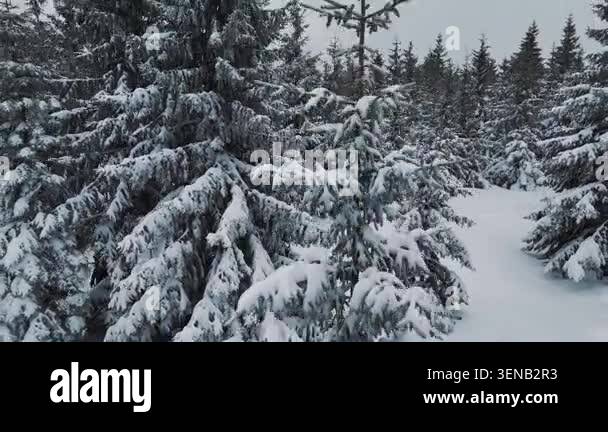Aerial view of snowy ski runs across a forested mountain slope, with ...