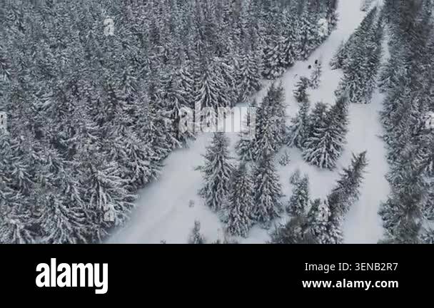 Aerial view of a snowy ski slope corridor through dense conifer forest ...