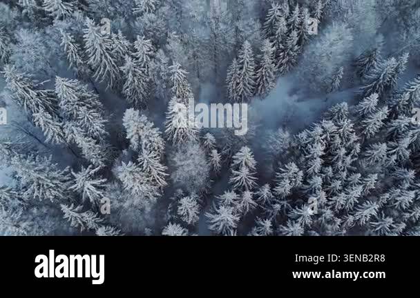 Close aerial view of dense conifer trees covered with frost and snow in ...