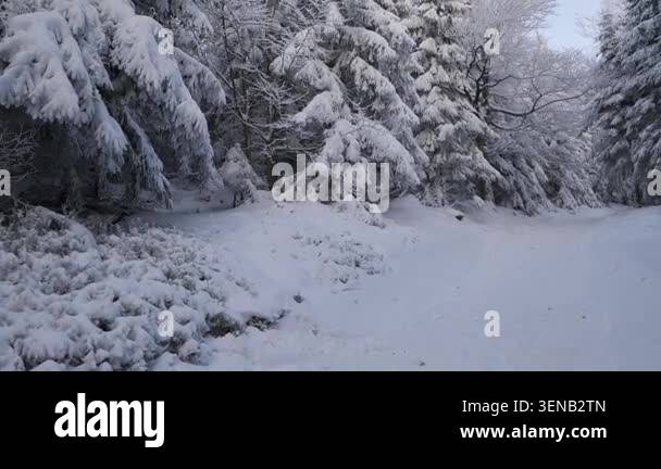 Ground level view of a snow covered forest edge with frosted trees and ...