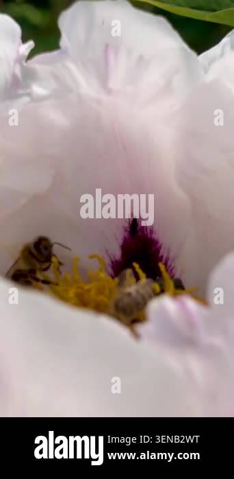 A bee collects nectar from a peony flower. Beautiful tree peony flowers ...
