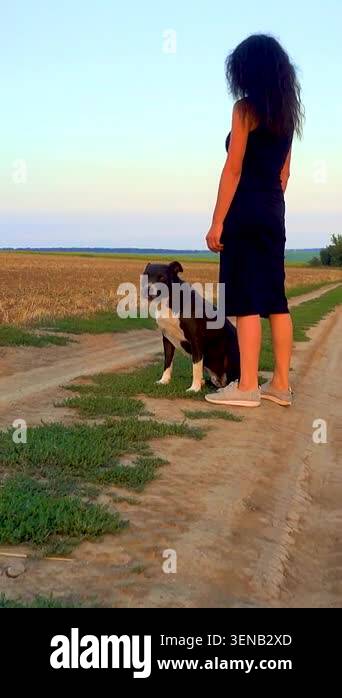 A beautiful young woman walks with a Staffordshire Terrier in a field ...