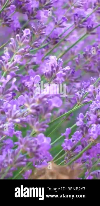 Moths and bees flying over lavender flowers, vertical, vertical video ...
