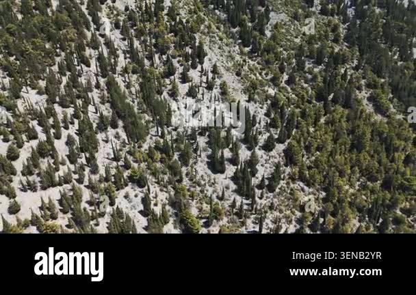 An aerial top-down view shows numerous tall cypress trees scattered ...