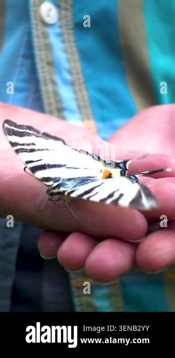 A live butterfly in a woman's hands. Women's palms holding a butterfly ...