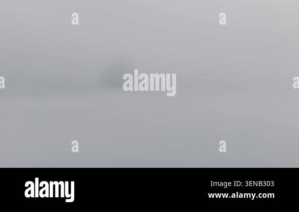 A dense fog obscures a small group of leafless trees standing in a ...