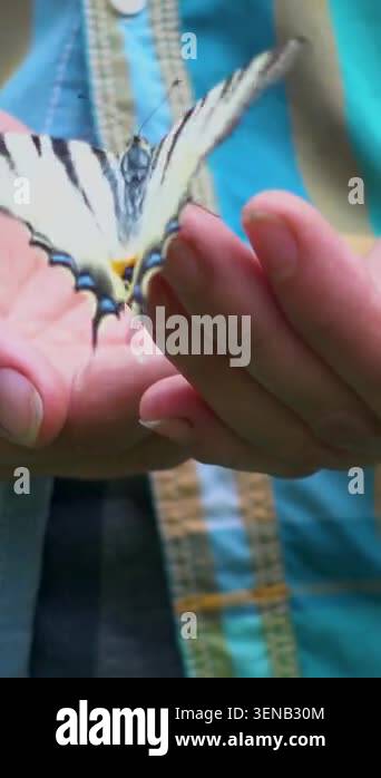 A live butterfly in a woman's hands. Women's palms holding a butterfly ...