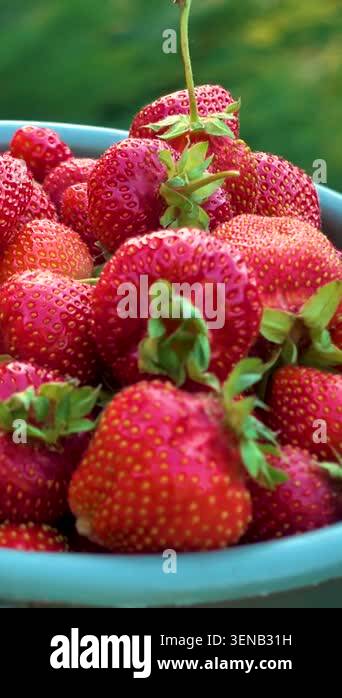 Fresh strawberries in a woman's hands. Fresh organic strawberries ...