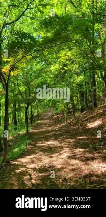 4K vertical stock footage of walking along a forest path with rustling ...