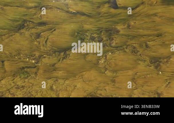 An aerial top-down view shows clear, shallow water with flowing green ...