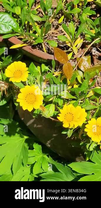 4K vertical stock footage of bright sunshine shining on a yellow ...