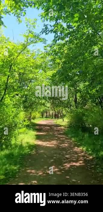 4K vertical stock footage of pov walking shot along a pathway full of ...
