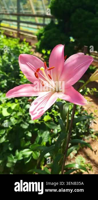 4K vertical stock footage of large and elegant pink lily flower ...