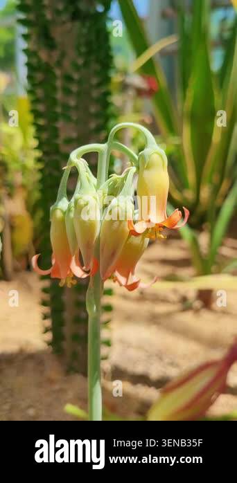 4K vertical stock footage of rare bell-shaped yellow flowers of a ...