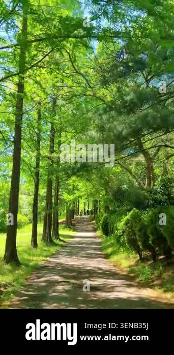 4K vertical stock footage of scenic walking path lined with majestic ...