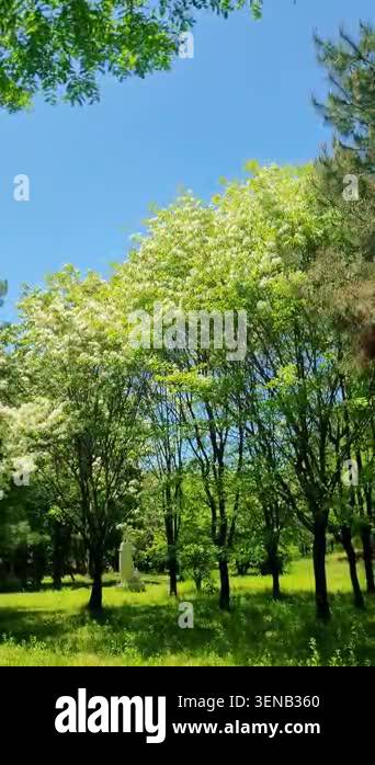 4K vertical stock footage of park walking path under white chionanthus ...