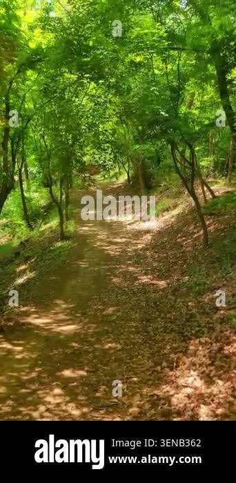 4K vertical stock footage of lush green forest walking path and trail ...