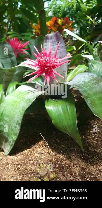 4K vertical stock footage of vibrant red flower of aechmea fasciata ...