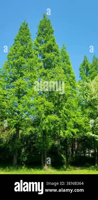 4K vertical stock footage of low angle view of tall metasequoia trees ...