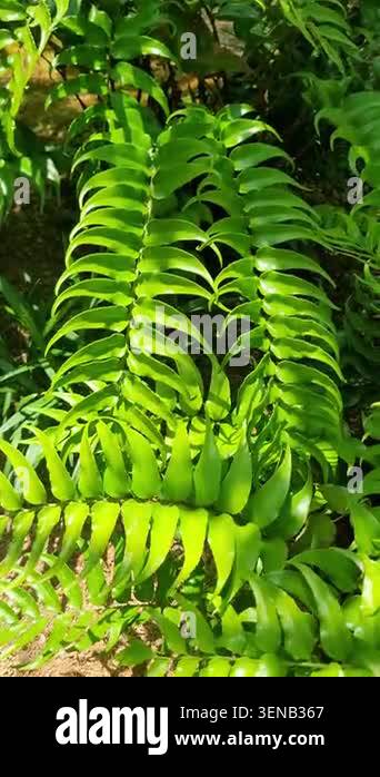 4K vertical stock footage of vibrant green fronds of a cyrtomium ...