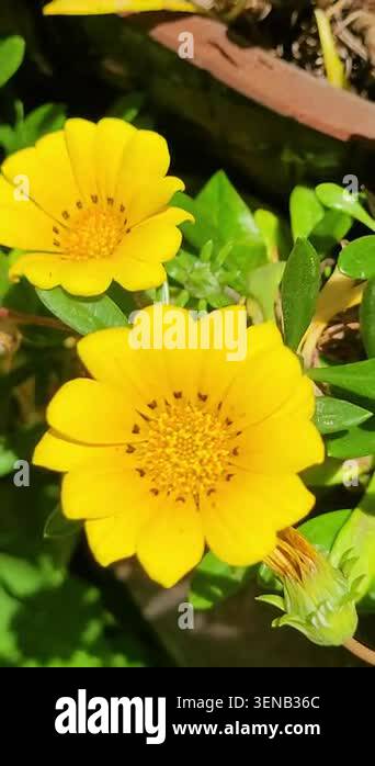 4K vertical stock footage of vibrant yellow gazania flower blooming ...
