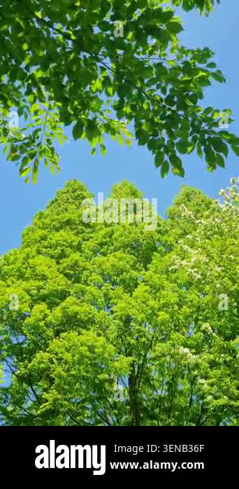 4K vertical stock footage of metasequoia tree branches and leaves ...